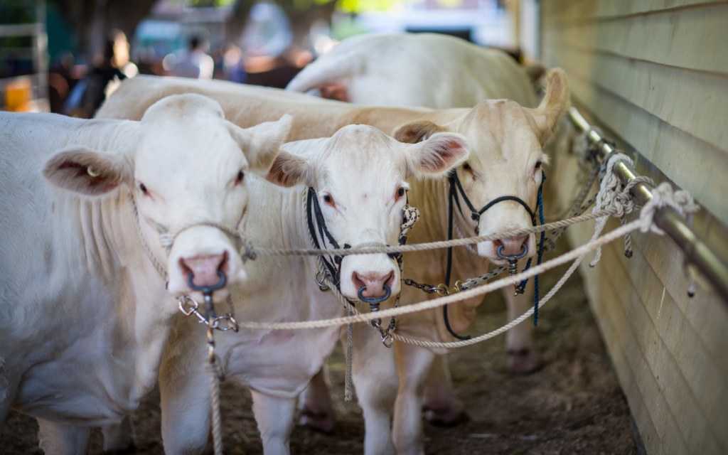 Most Celebrated Spring Festivals in Pakistan | Zameen Blog