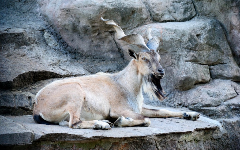 Important National Symbols Of Pakistan | Zameen Blog