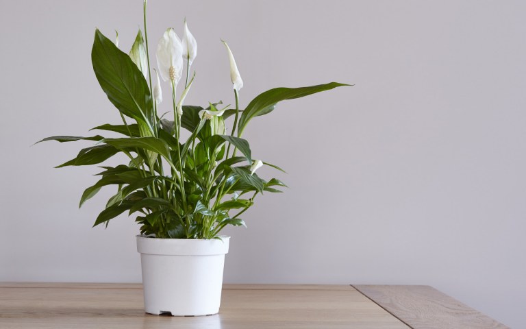 Best Indoor Plants in Pakistan For Your Homes | Zameen Blog