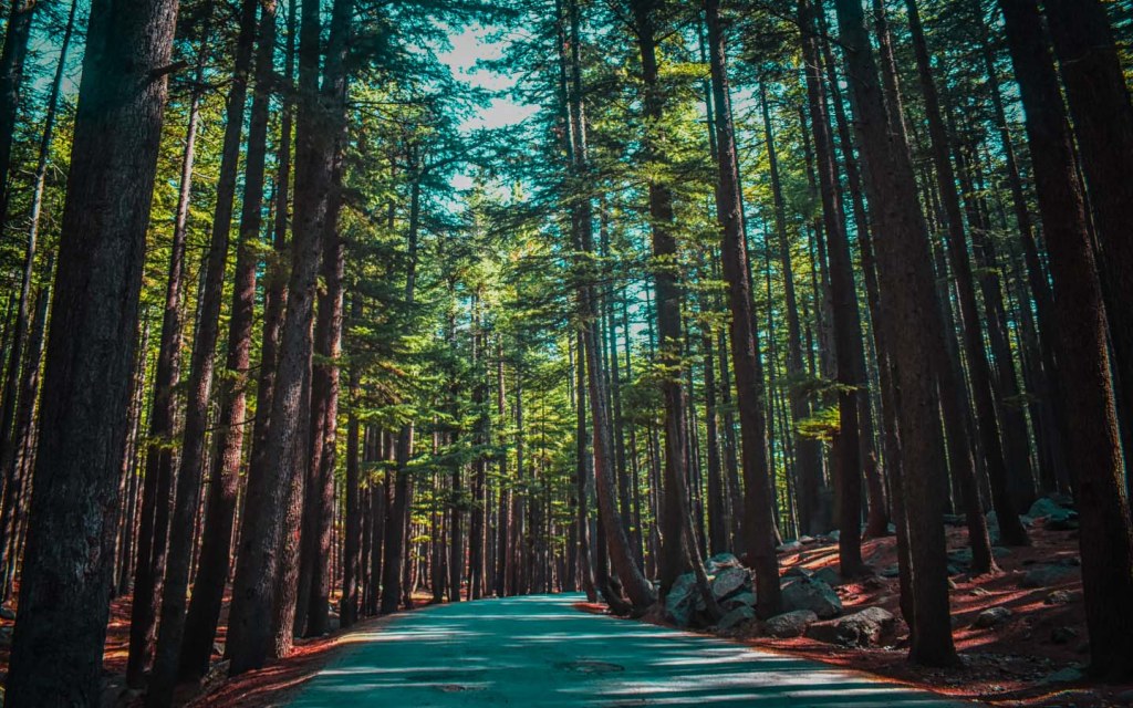 How to Go Paperless at Work and Prevent Deforestation | Zameen Blog