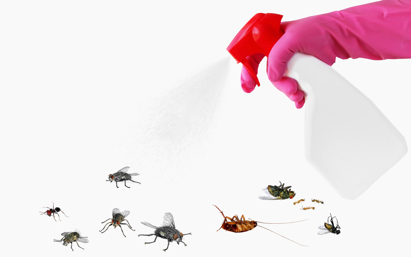 How To Get Rid Of Cockroaches Naturally | Zameen Blog