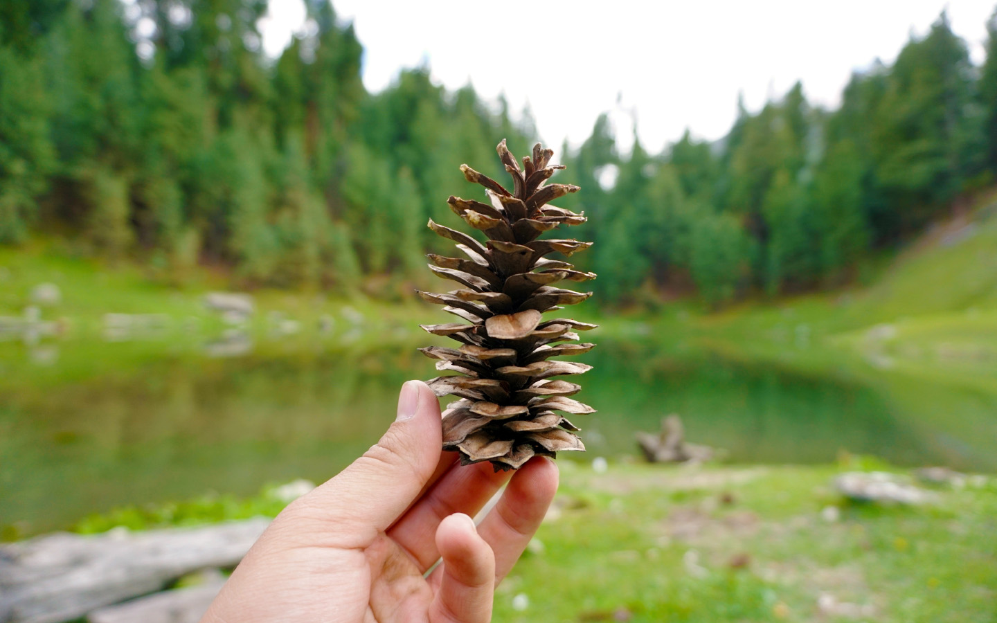 Popular Fruits in Pakistan: Kinnow, Dates, Mangoes & More | Zameen Blog