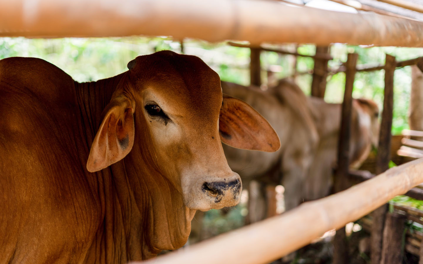 Famous Cow & Bakra Mandis in Pakistan for Eid ul Adha | Zameen Blog