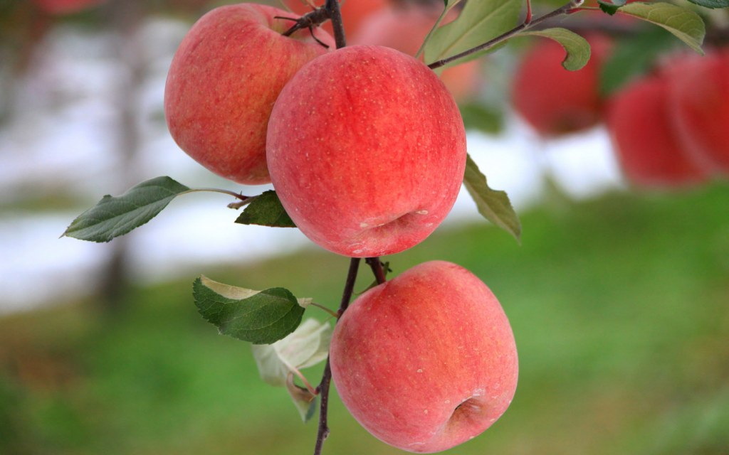 Popular Fruits in Pakistan: Kinnow, Dates, Mangoes & More | Zameen Blog