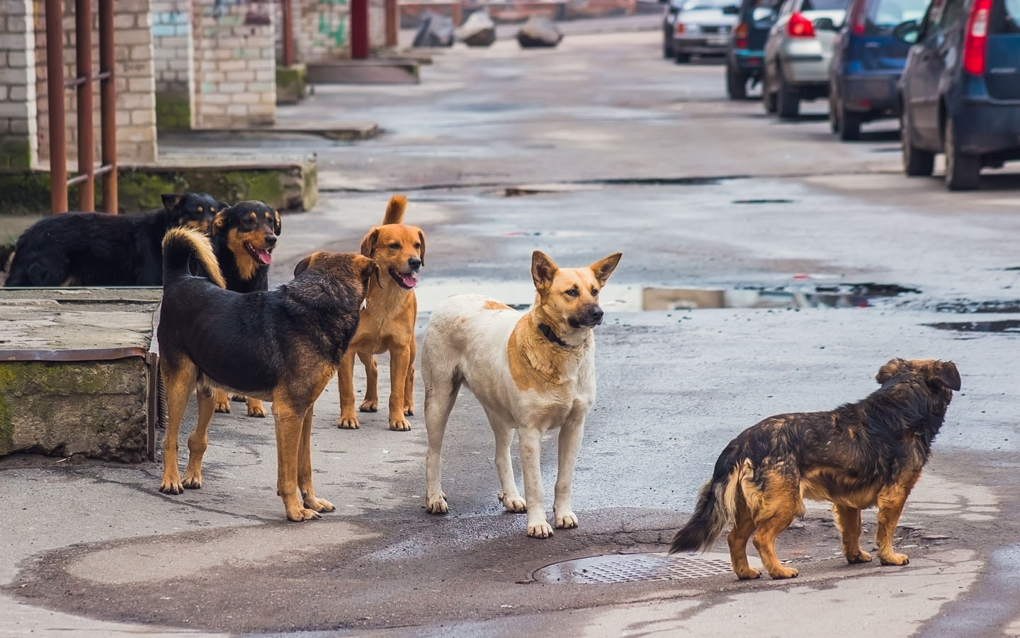 All About Rabies-Free Pakistan Initiative (RFP) | Zameen Blog