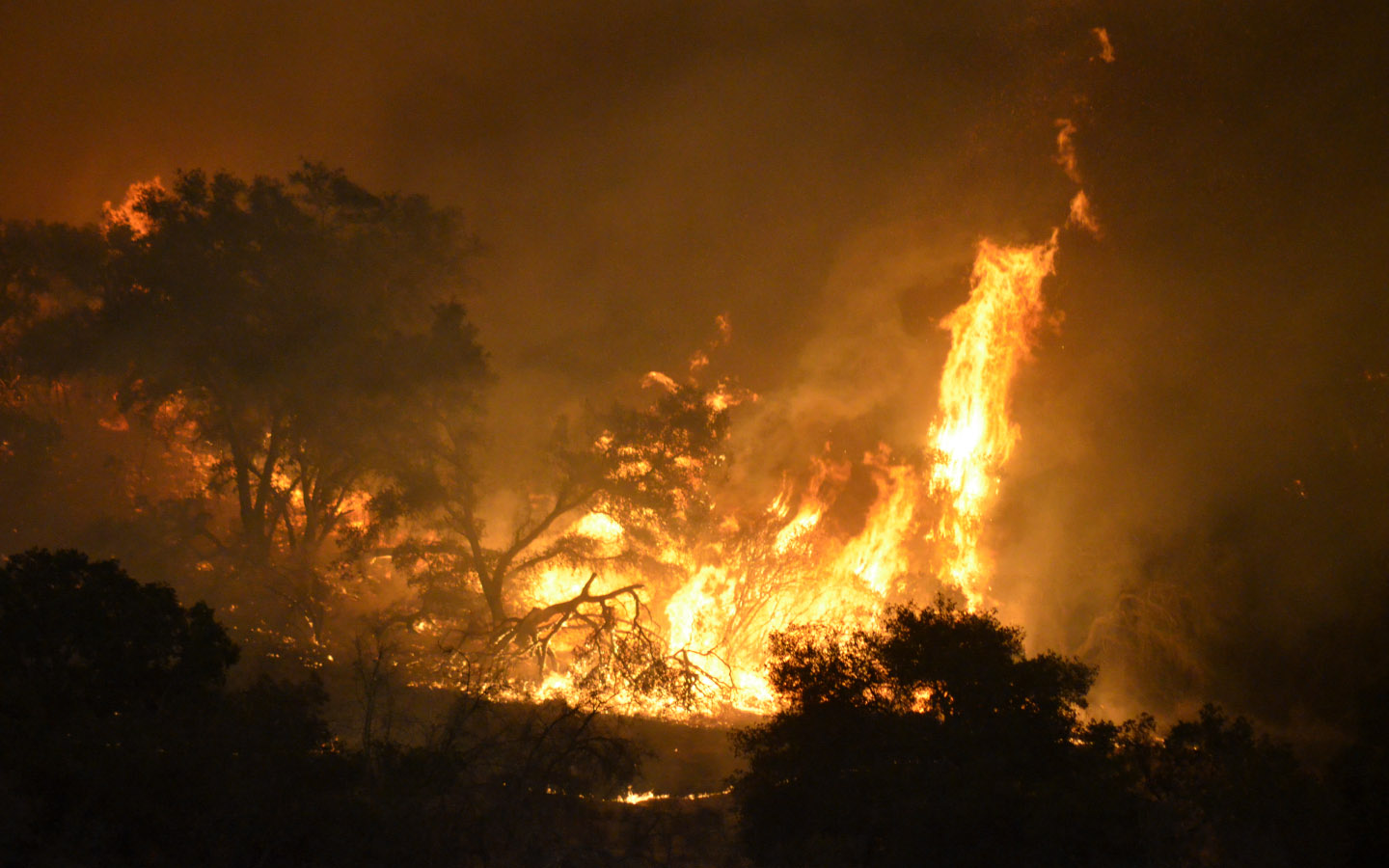 Major Causes of Bushfires, Global Impact & Much More | Zameen Blog