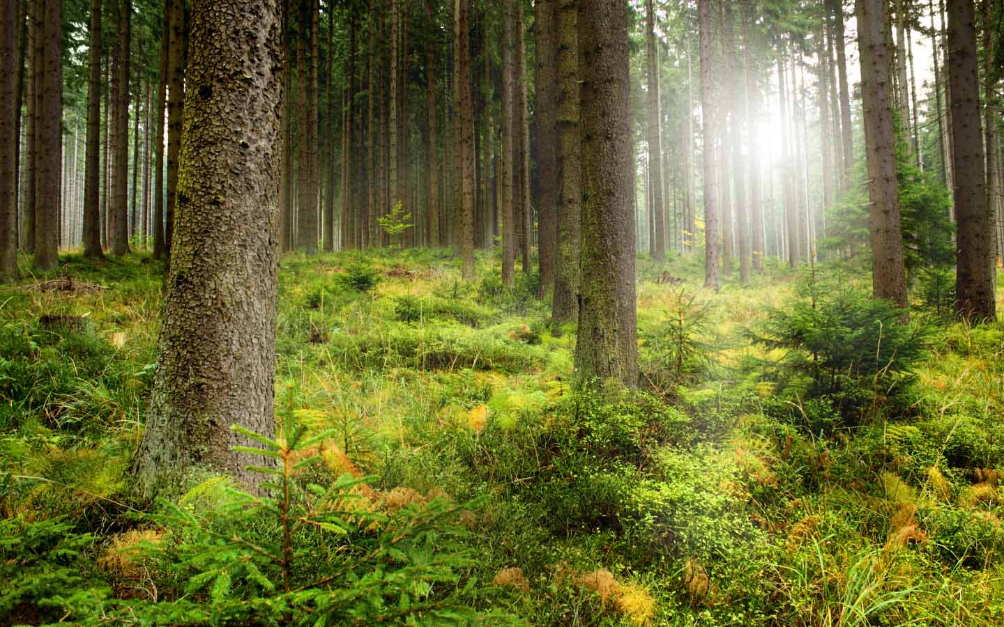 Forests in Pakistan: Location, Covered Area & More | Zameen Blog