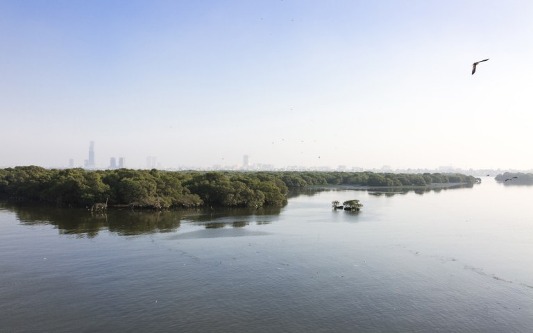 Forests in Pakistan: Location, Covered Area & More | Zameen Blog