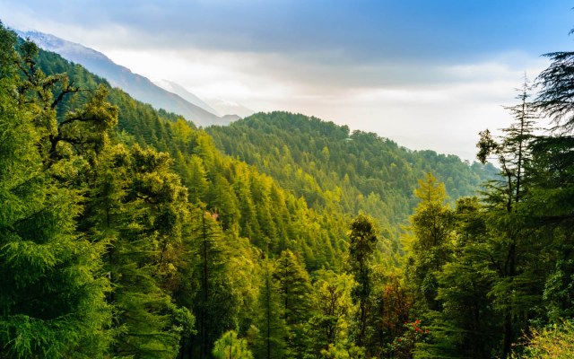 Forests in Pakistan: Location, Covered Area & More | Zameen Blog