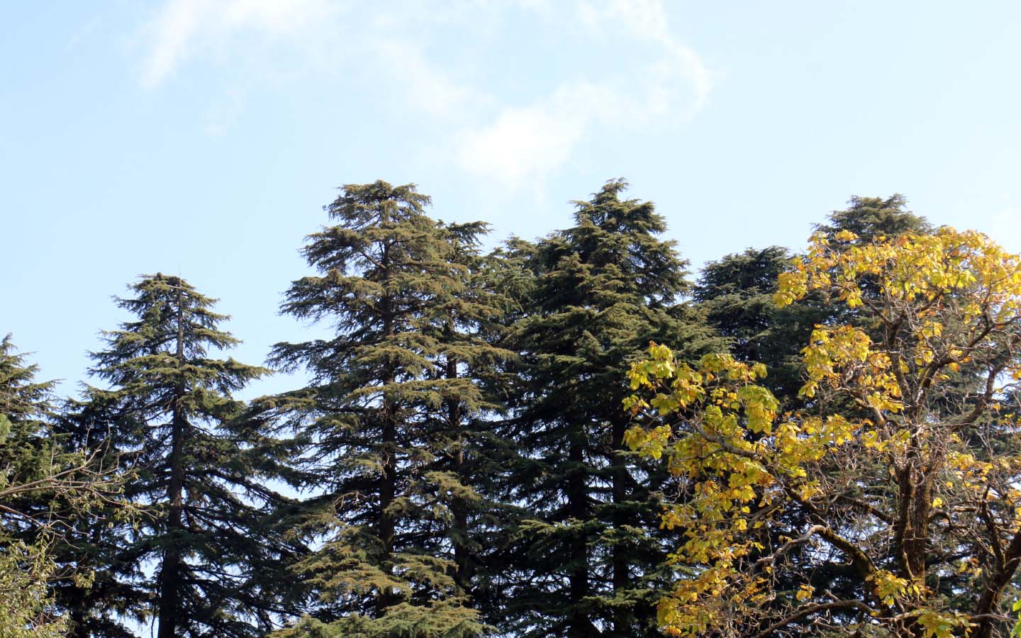 Forests in Pakistan: Location, Covered Area & More | Zameen Blog