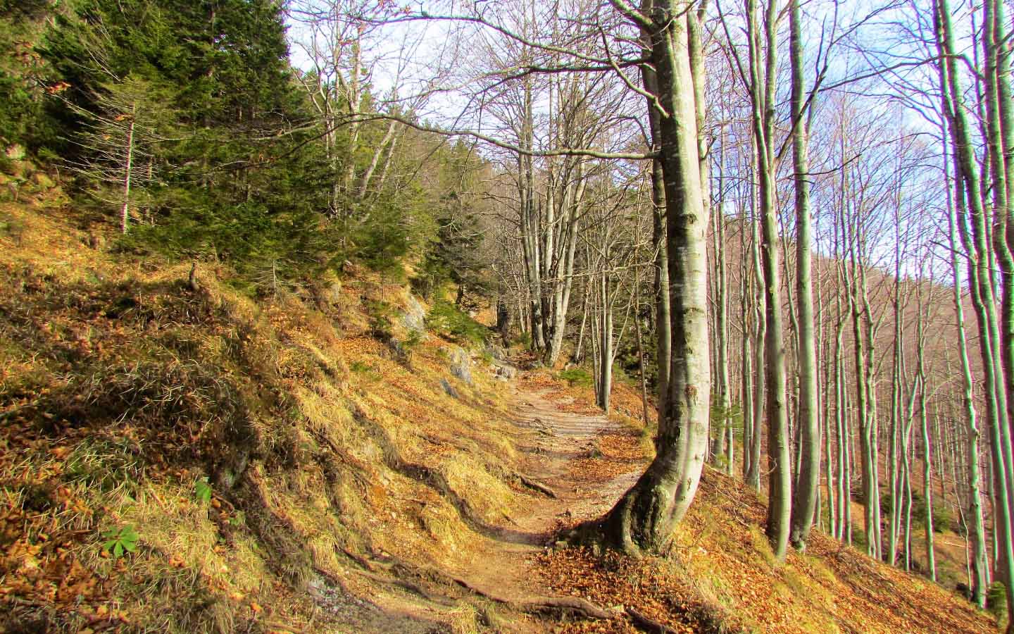 Forests in Pakistan: Location, Covered Area & More | Zameen Blog