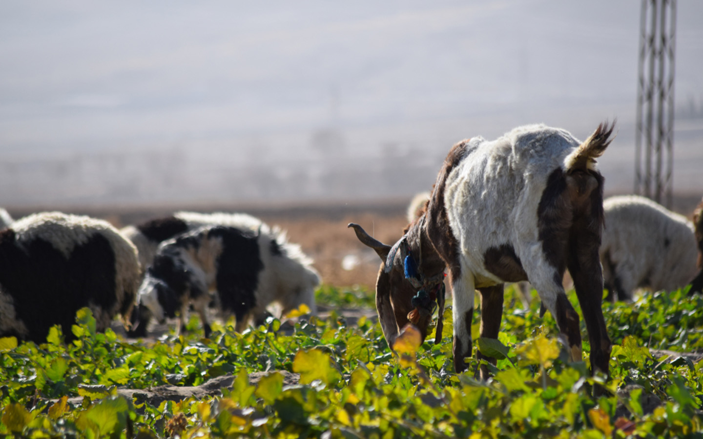 Definition and Basic Types of Land in Pakistan | Zameen Blog