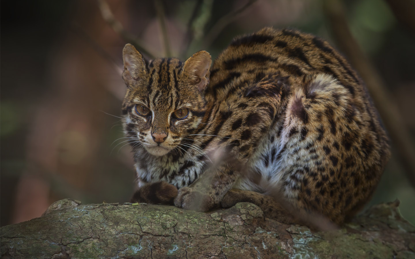 Forests in Punjab: Location, Wildlife & More | Zameen Blog