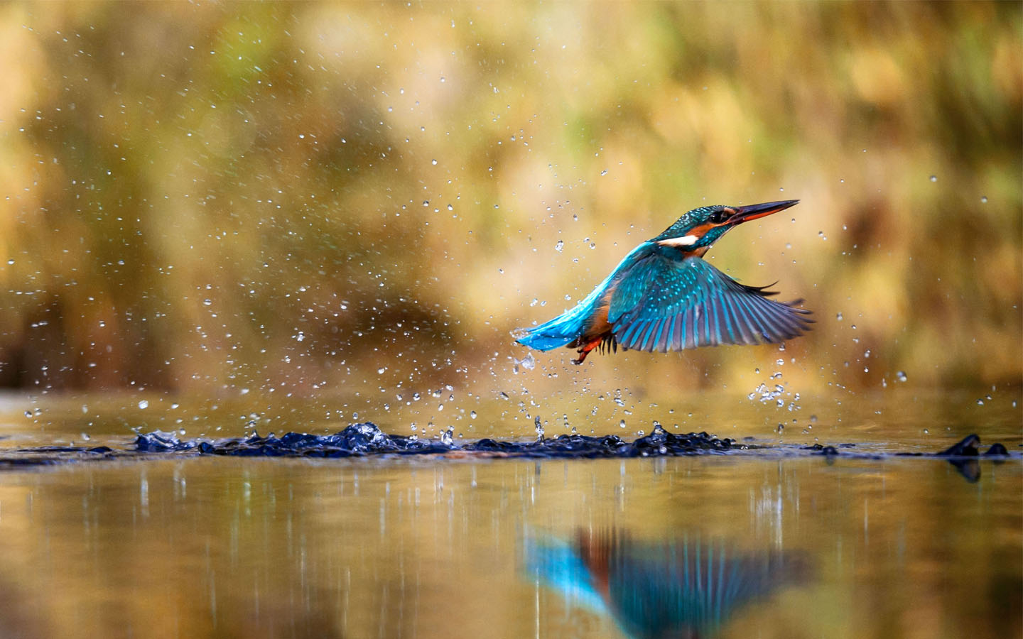 Forests in Punjab: Location, Wildlife & More | Zameen Blog