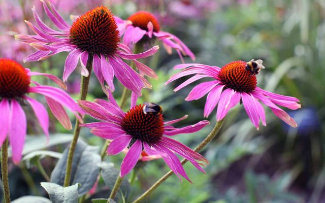 Plants That Add Colour to Your Garden | Zameen Blog