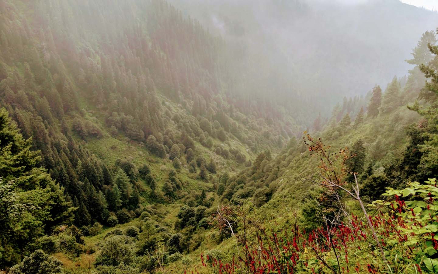 Best Places to Visit in Galiyat: Nathia Gali, Ayubia & More | Zameen Blog