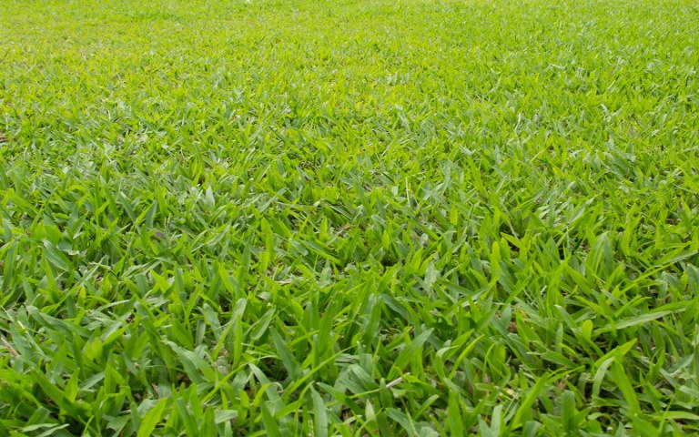 Types of Lawn Grass in Pakistan: Korean, Fine Dhaka & More | Zameen Blog