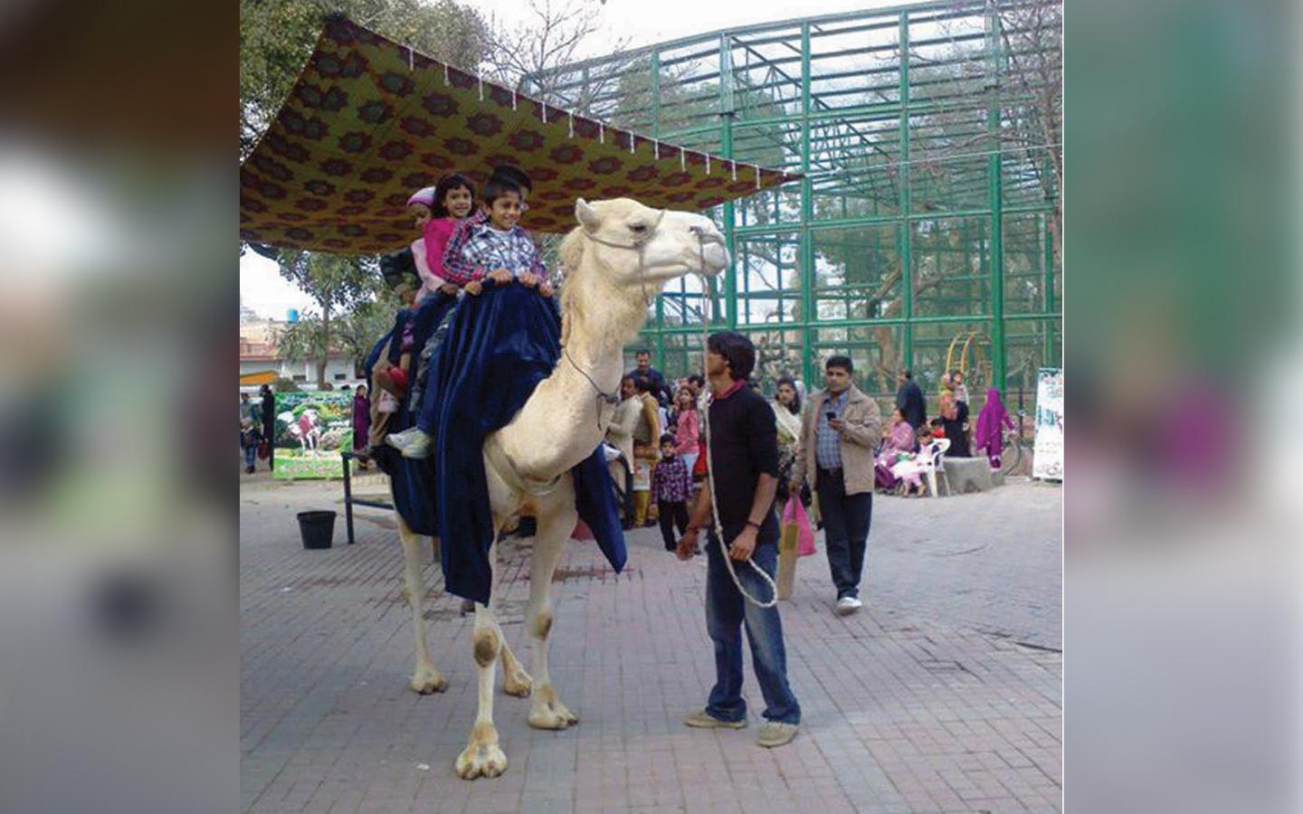 Lahore Zoo: Location, Timings & More | Zameen Blog