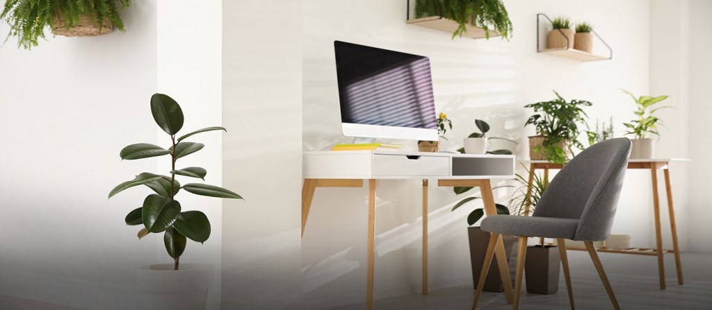 Choose From The Best Plants For Workstations | Zameen Blog