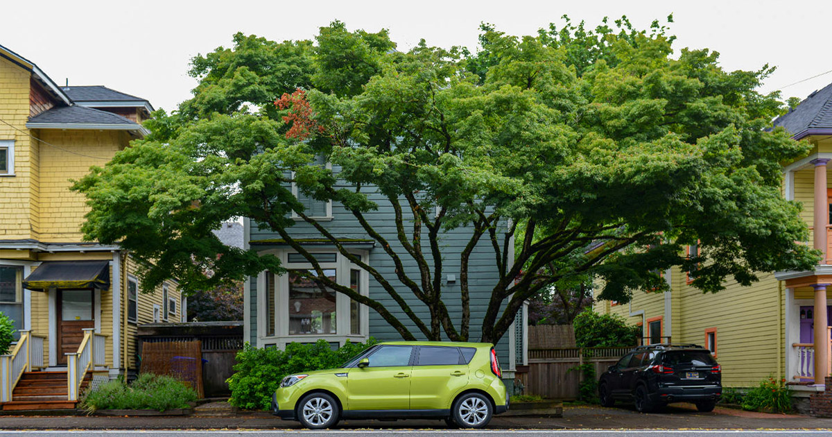 Tips for Using Trees Around Your Home | Zameen Blog