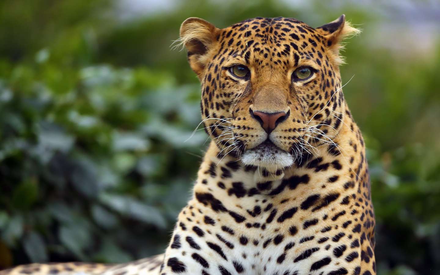 Overview of the Leopard Preservation Zone in Islamabad | Zameen Blog